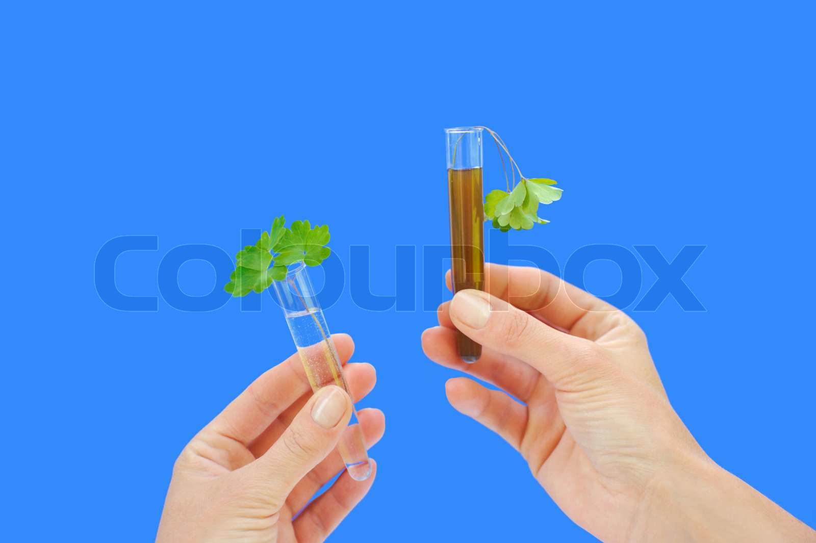 Clean and dirty water samples with fresh and wilted leaves in hands ...