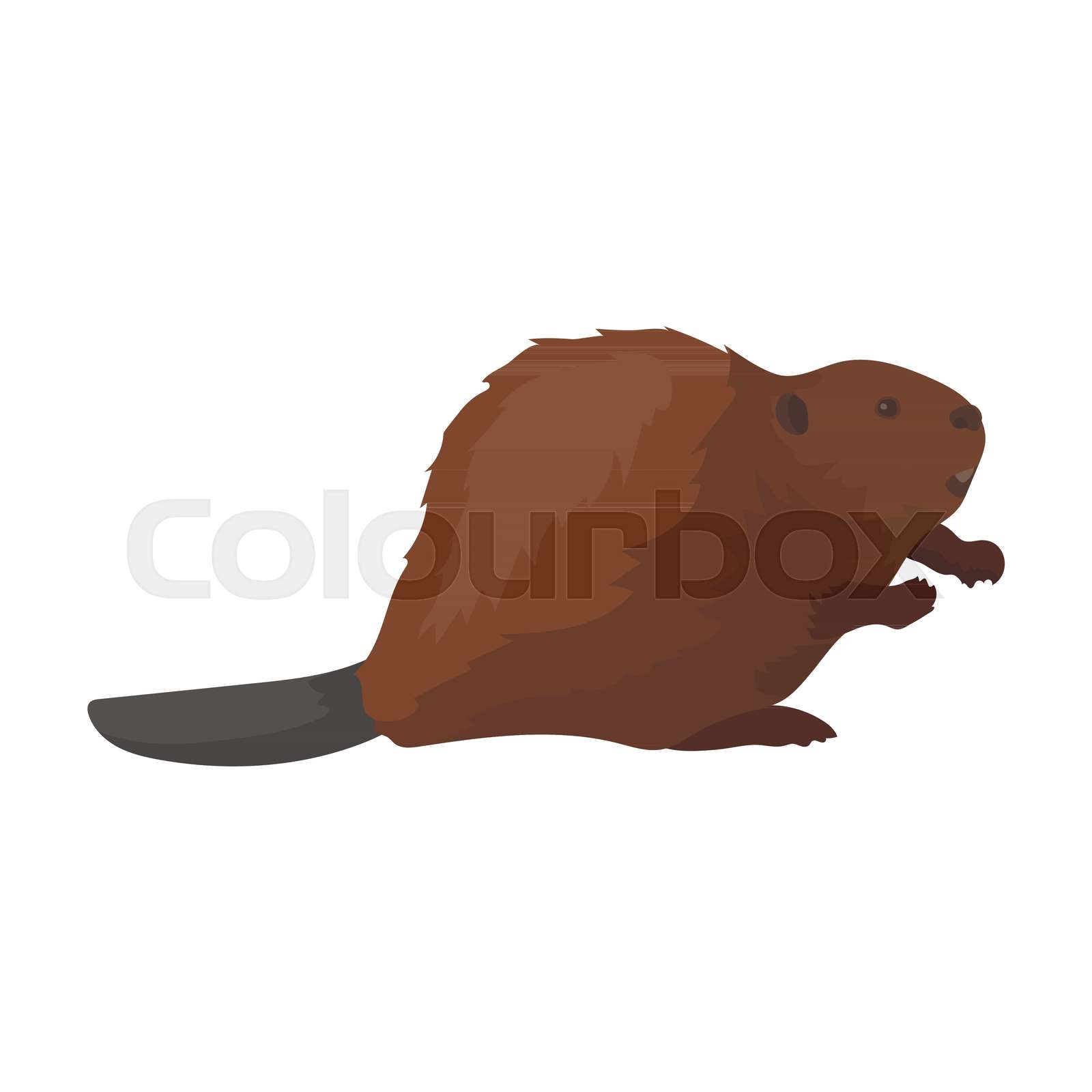 Canadian beaver. Canada single icon in cartoon style vector symbol ...