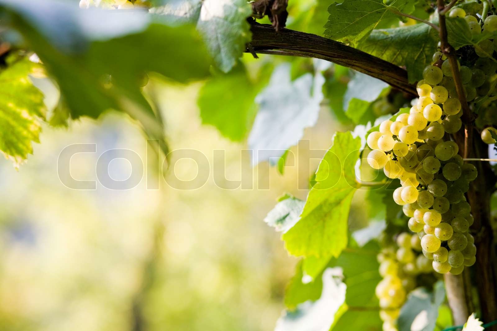 An image of a bunch of golden grapes | Stock image | Colourbox