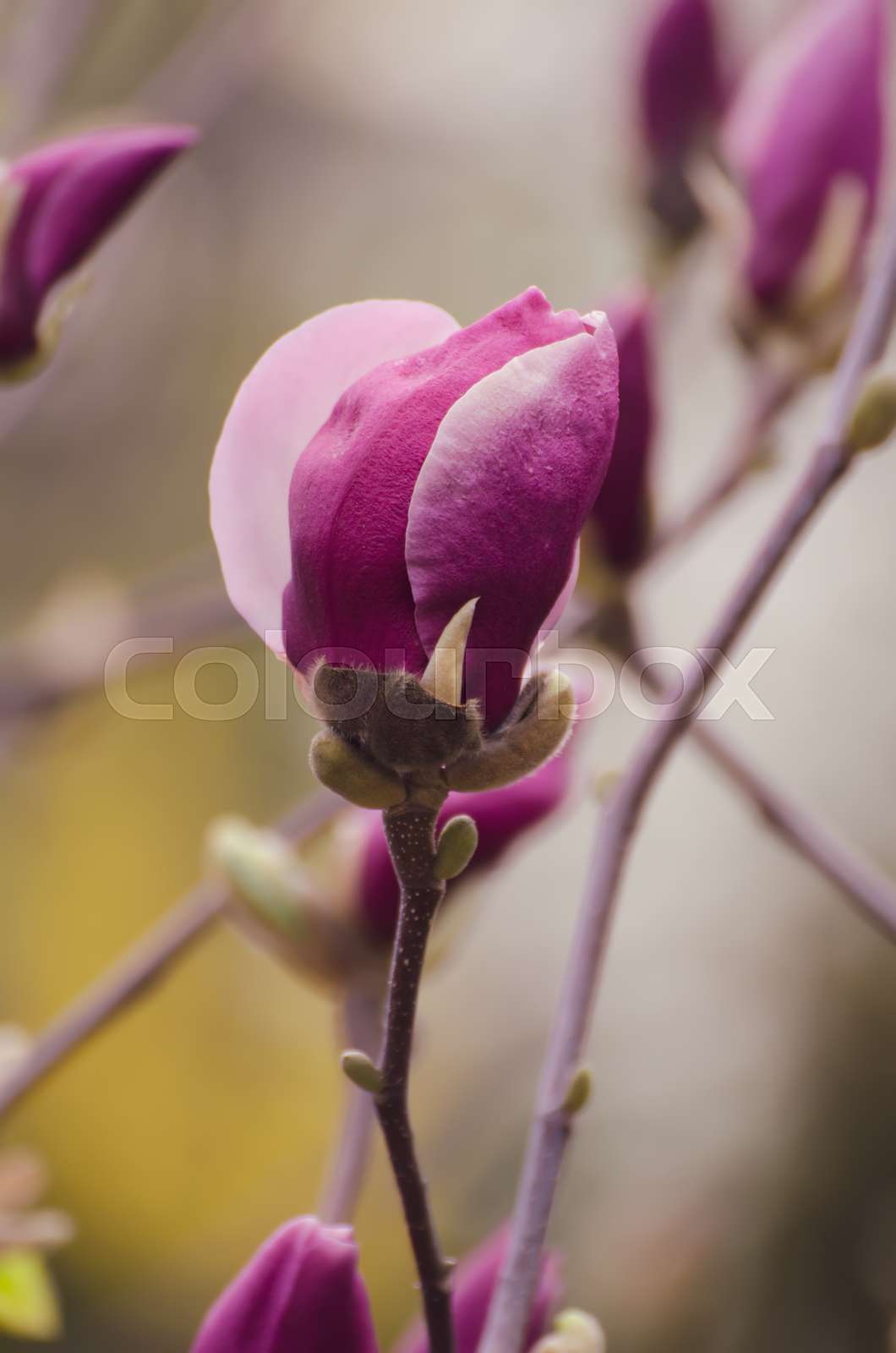 magnolie, pink, blatt | Stock Bild | Colourbox