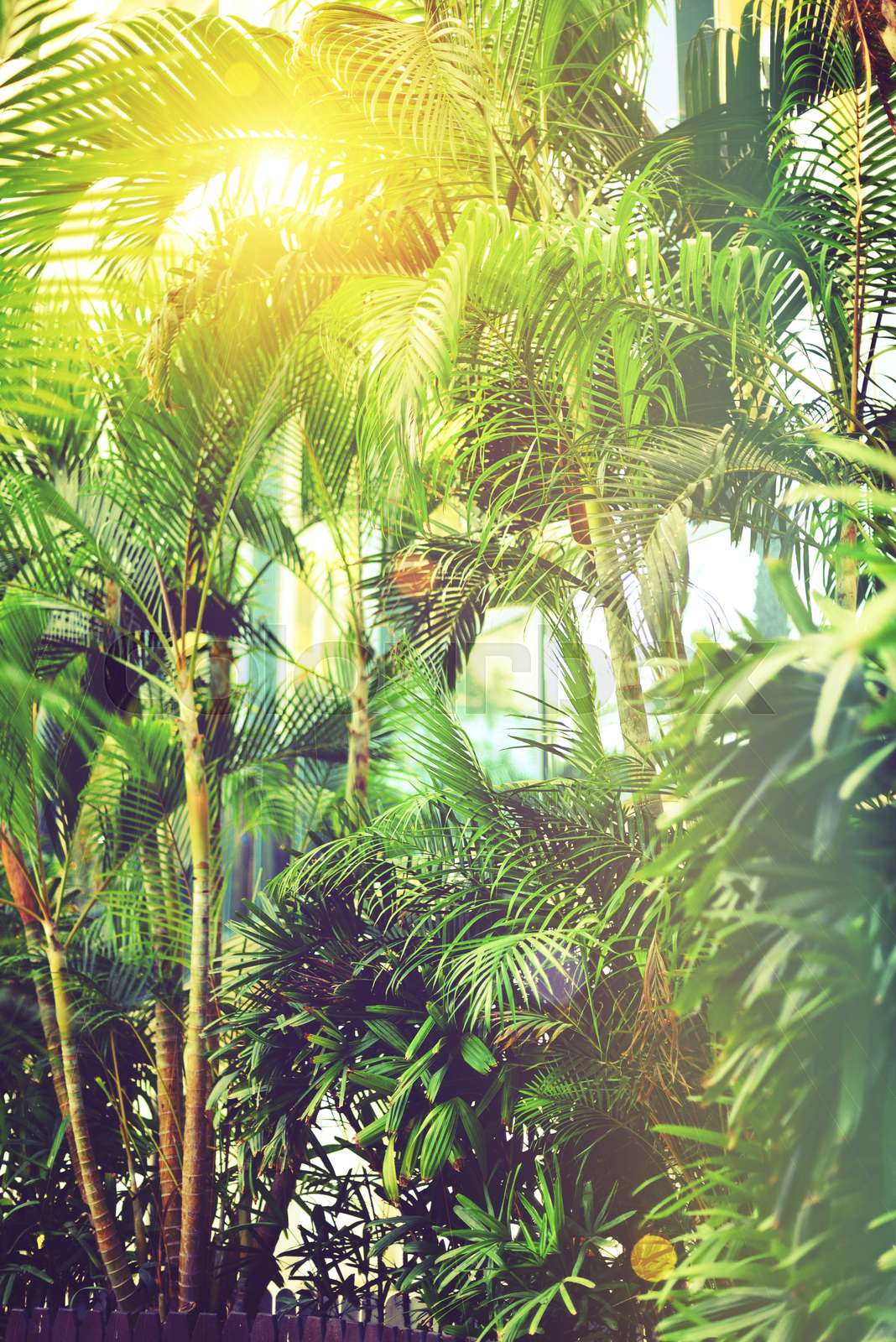 Tumblr Palm Tree Backgrounds