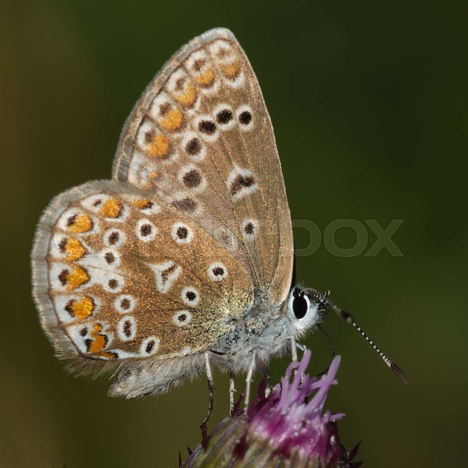 Northern blue (Plebejus idas) | Stock image | Colourbox