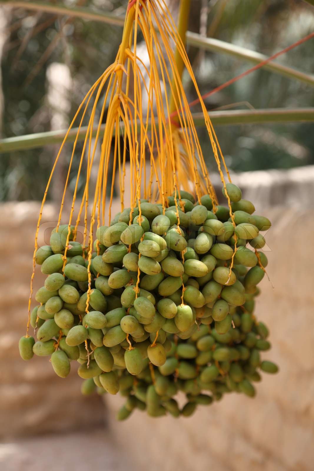 Dates on a palm tree, Al Ain, United Arab Emirates | Stock image ...