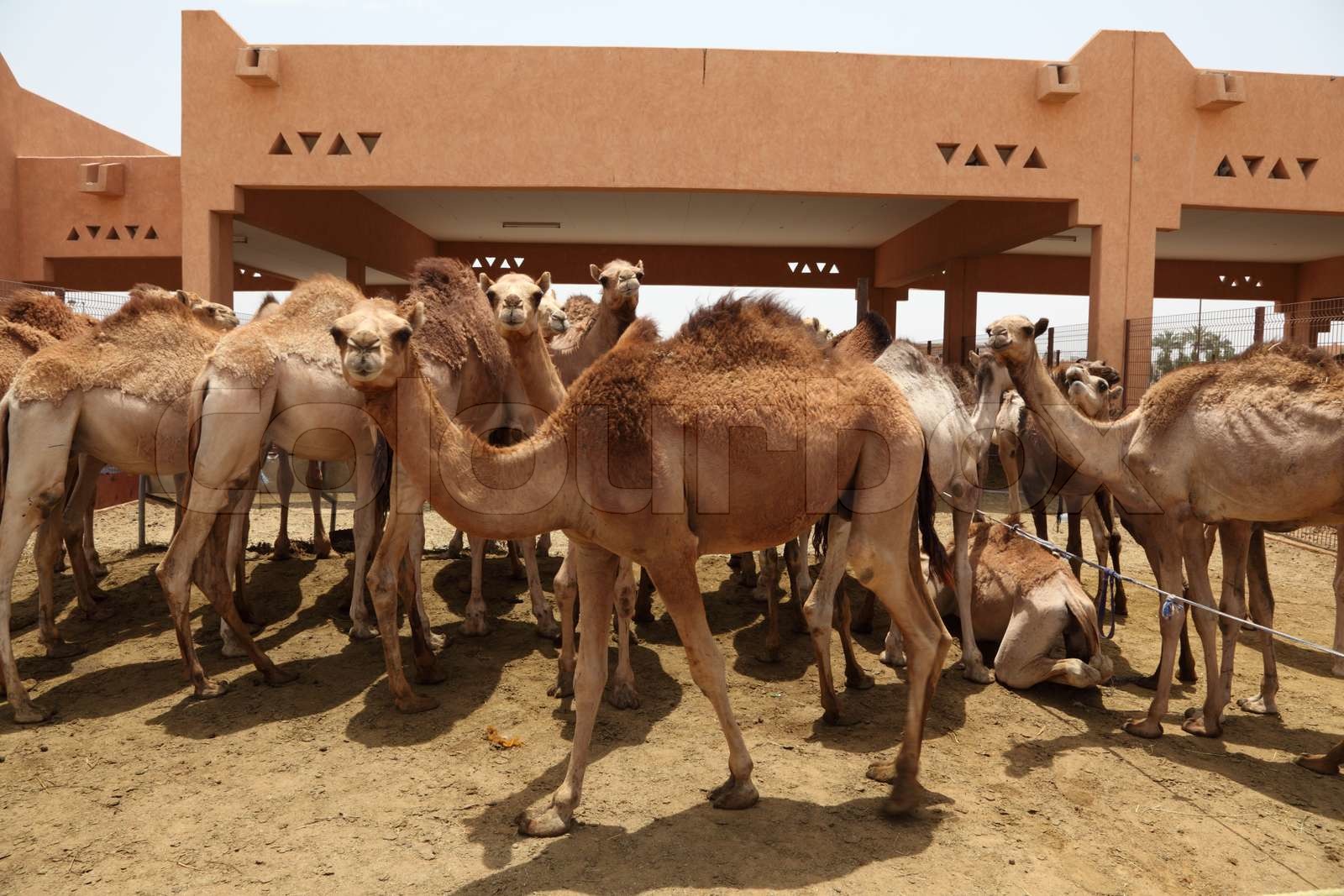 Camel Market in Al Ain, Emirate of Abu Dhabi, United Arab Emirates ...