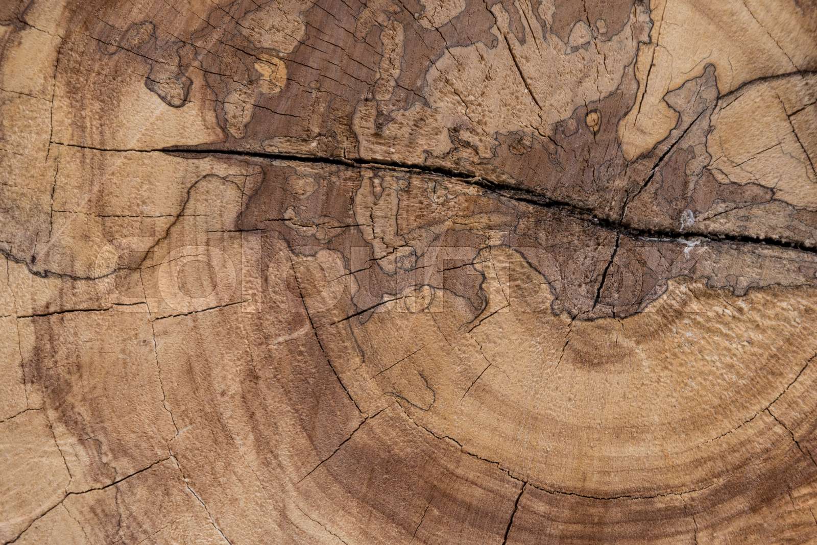 holzstamm, textur, struktur | Stock image | Colourbox