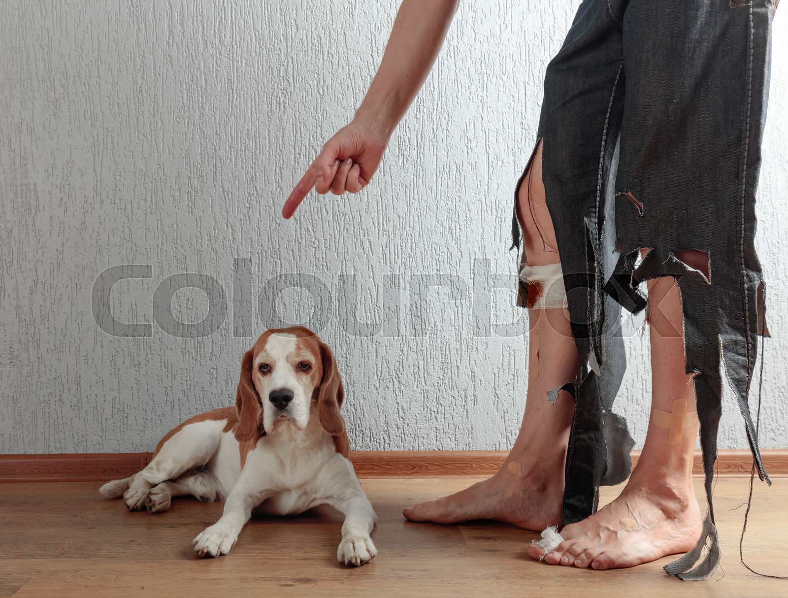 Beagle and his owner in torn pants and bitten feet. | Stock image ...