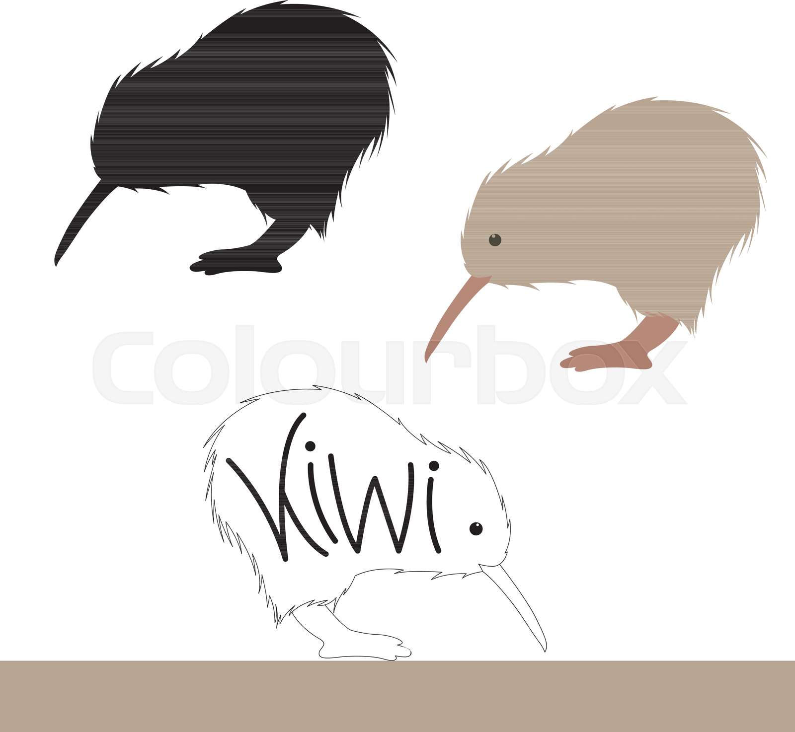 kiwi bird vector | Stock vector | Colourbox