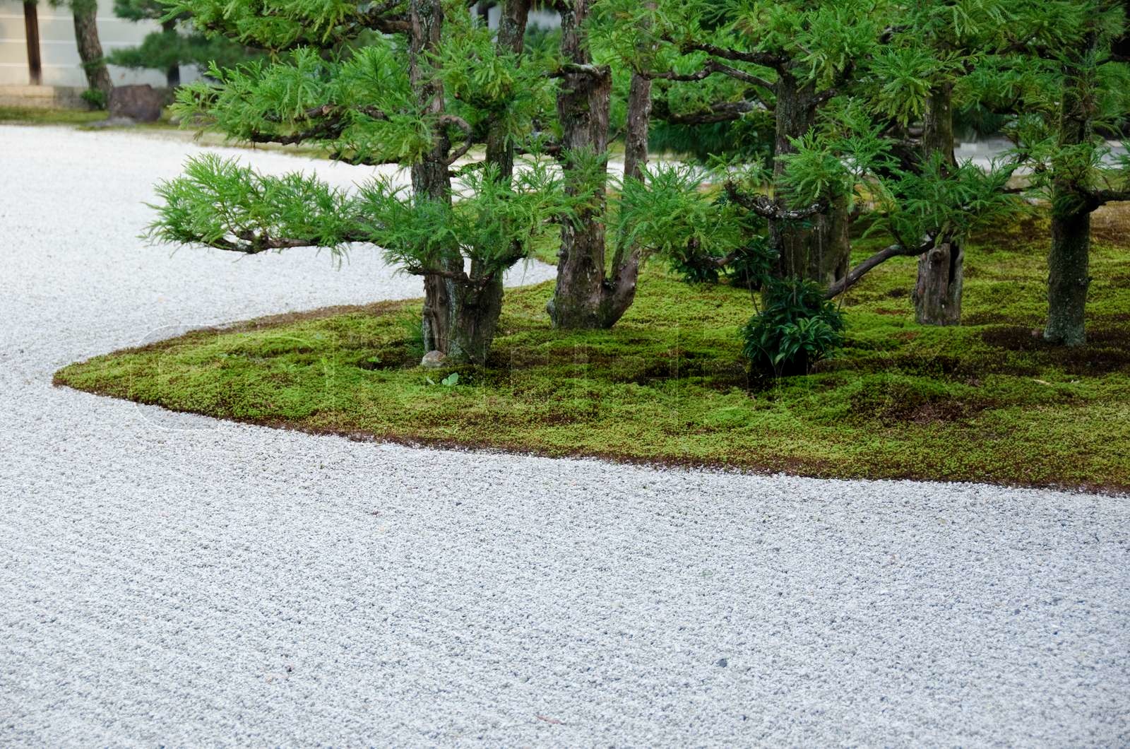 Japanischer Garten mit Kies , Moos und Tannen | Stock Bild | Colourbox