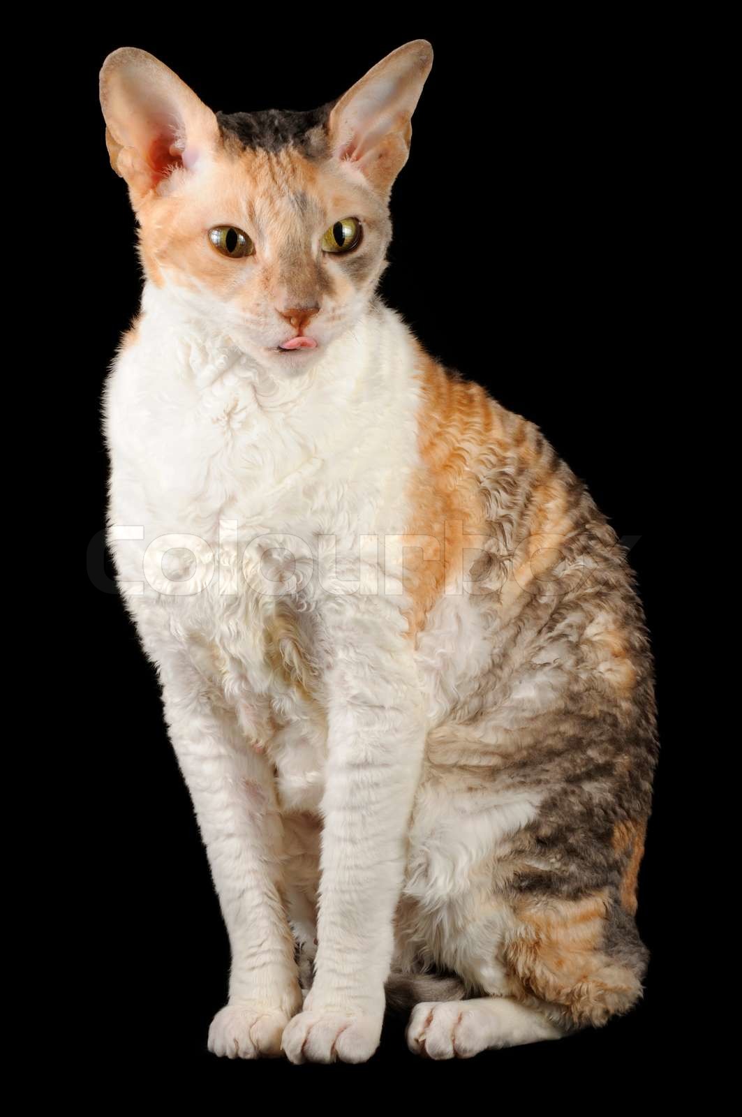 Cute Cornish Rex kat Viser sin tunge på sort baggrund | Stock foto ...