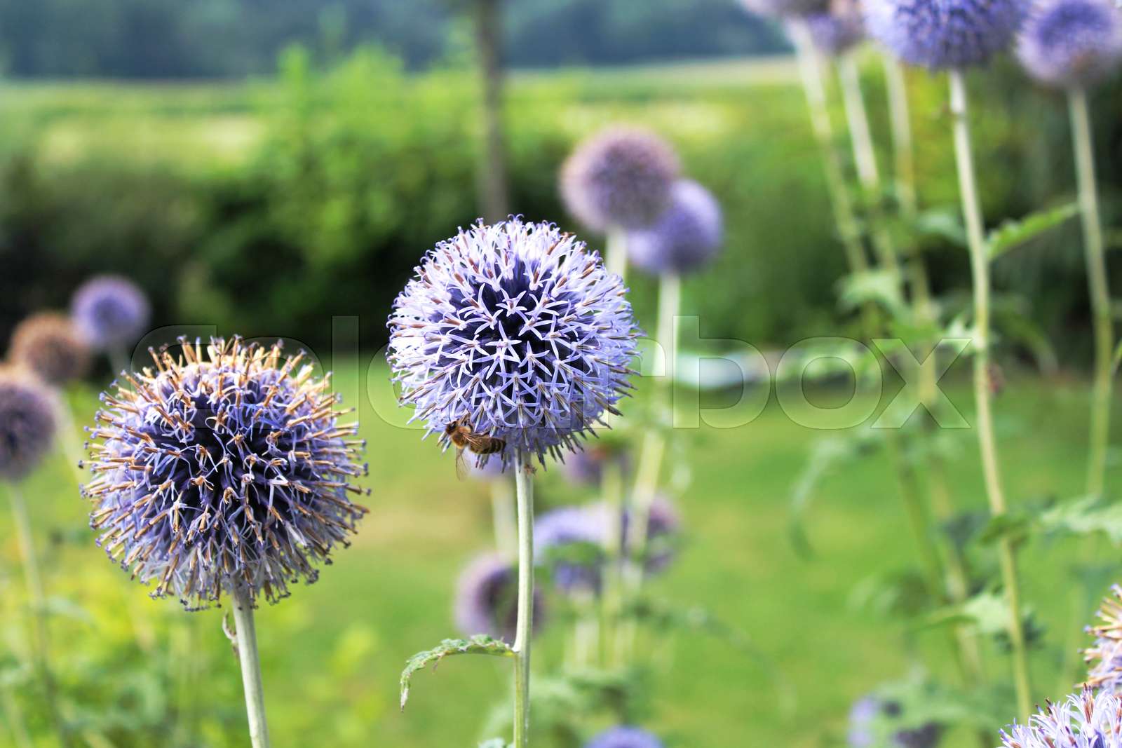 Blaue Kugeldisteln mit Wespe im Garten | Stock Bild | Colourbox