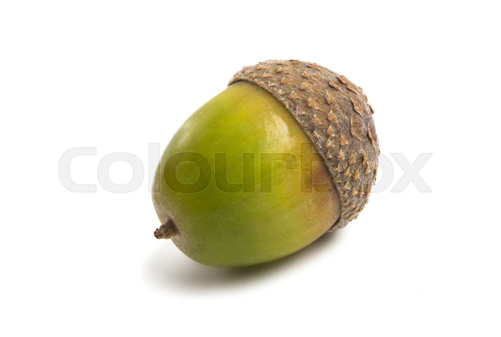 acorn isolated | Stock image | Colourbox