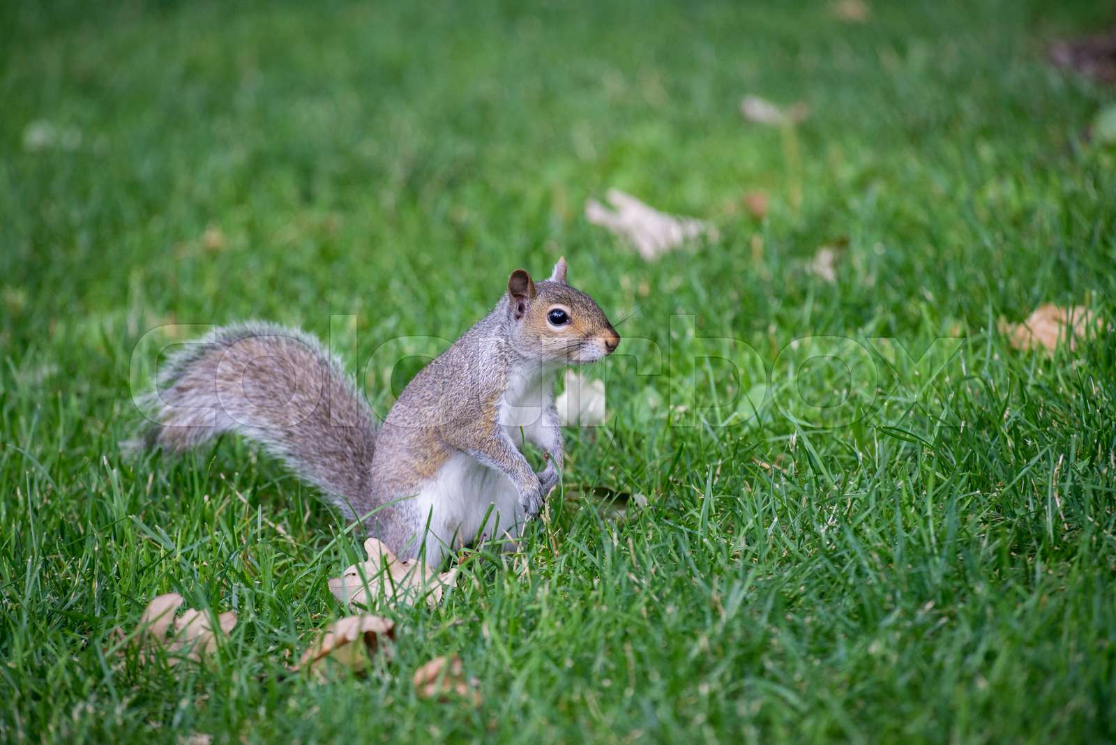 Squirrel in the grass | Stock image | Colourbox