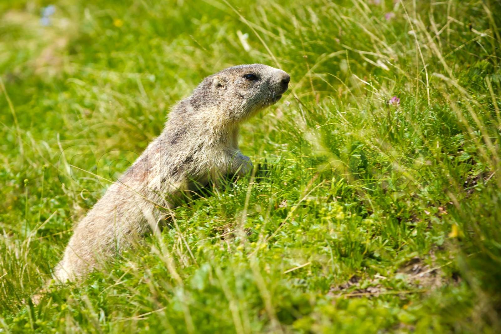A cute marmot in the alps | Stock image | Colourbox
