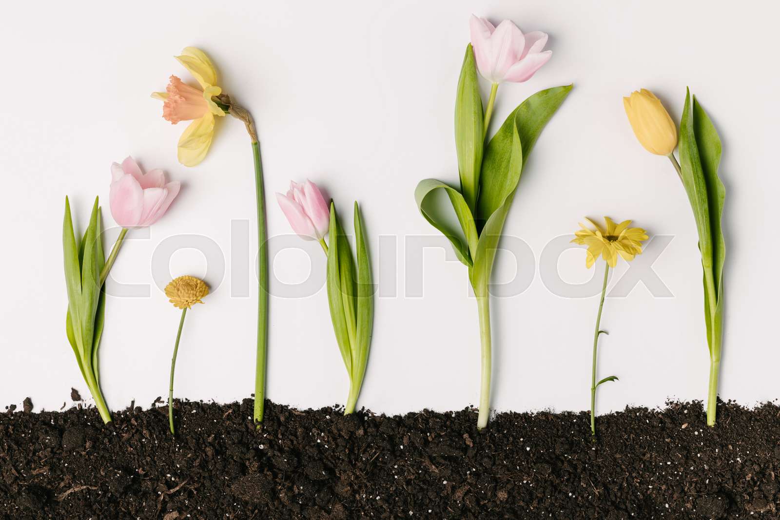 flat lay with various beautiful flowers in ground isolated on white ...