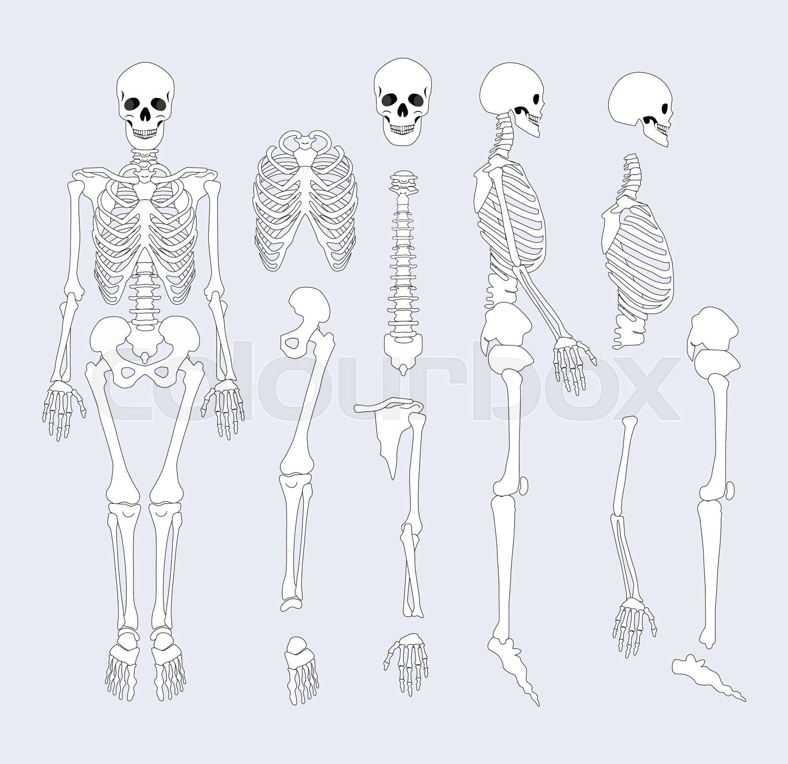 Human Skeletal System Parts Vector Illustration | Stock vector | Colourbox