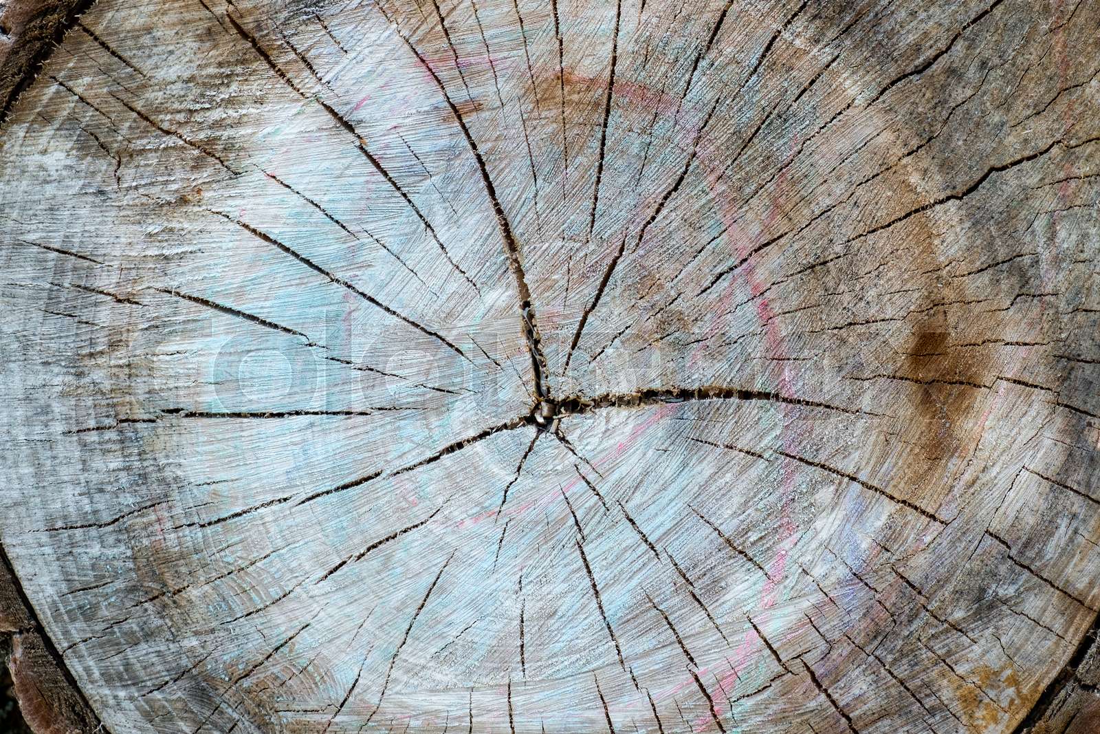 Cross-section of the poplar trunk (Populus) | Stock image | Colourbox