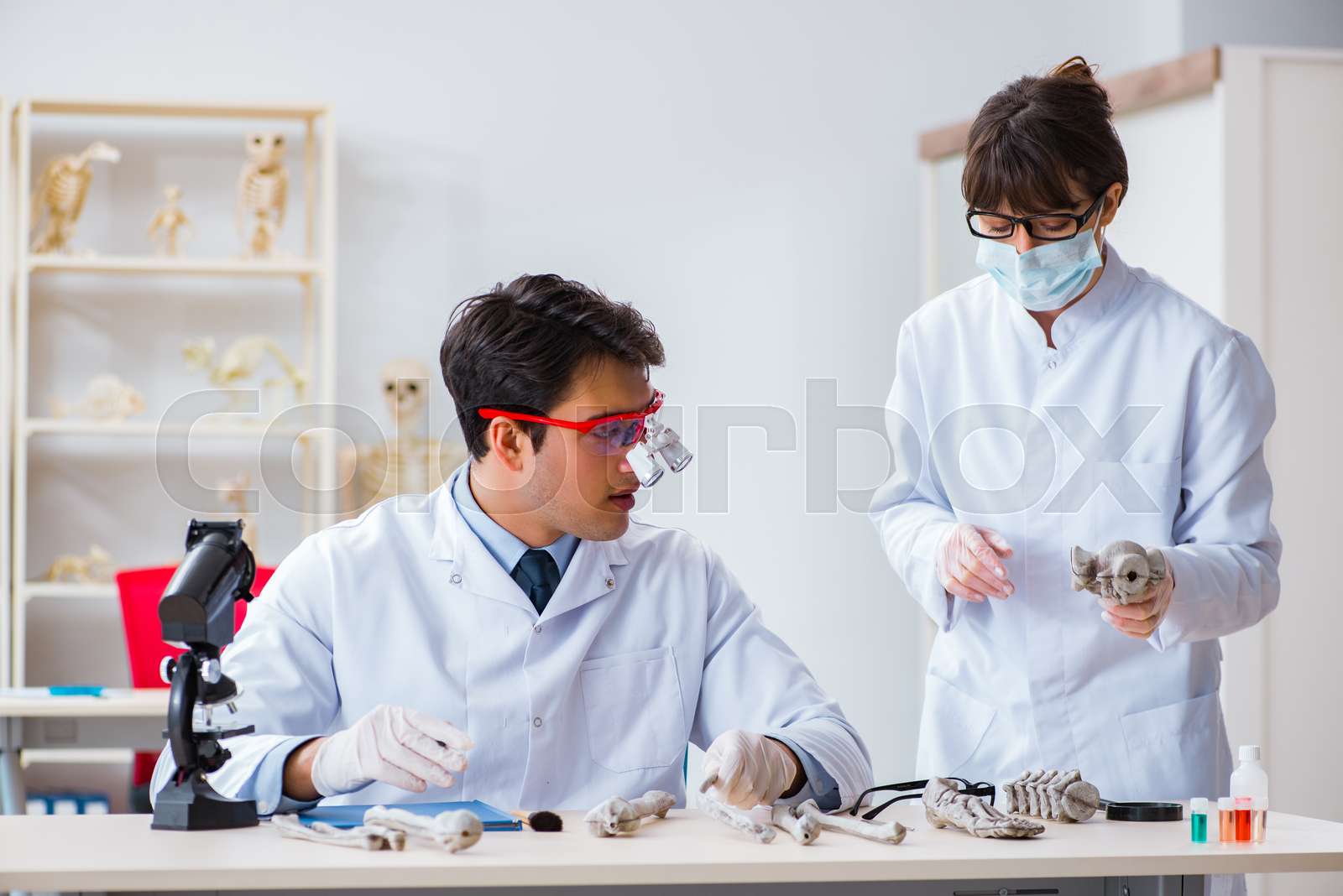 Professor studying human skeleton in lab | Stock image | Colourbox