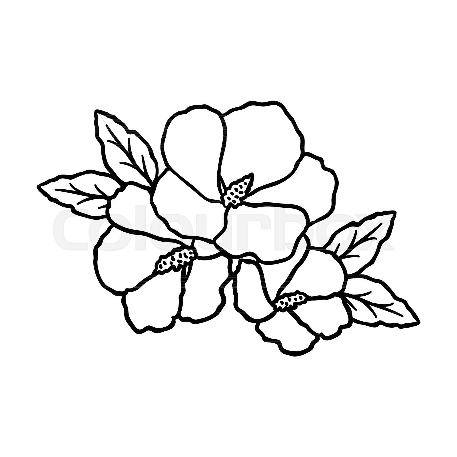 Rose of sharon icon in outline style isolated on white background ...