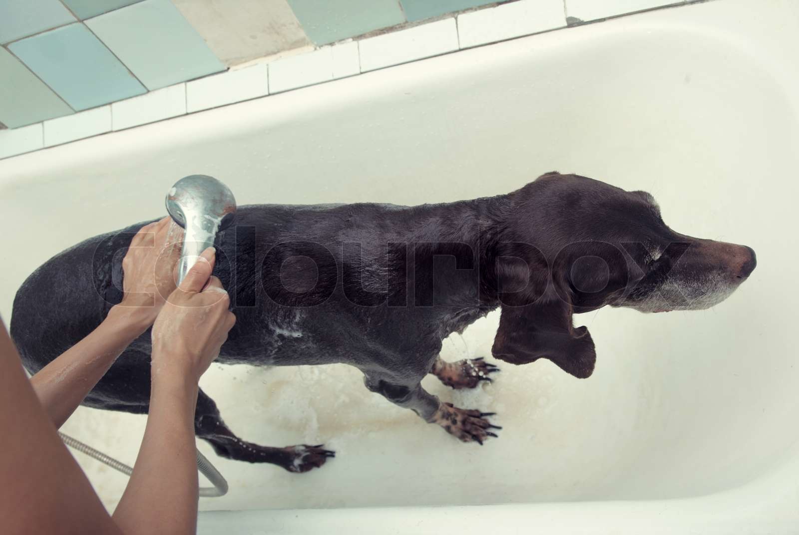 Dog washing at animal shelter | Stock image | Colourbox