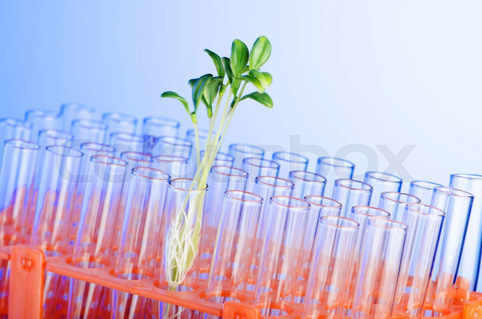Experiment with green seedling in lab | Stock image | Colourbox