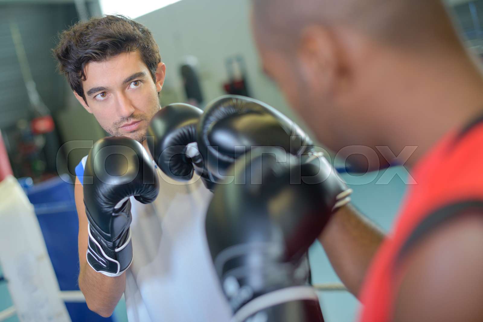 Men framing up to eachother in boxing match | Stock image | Colourbox