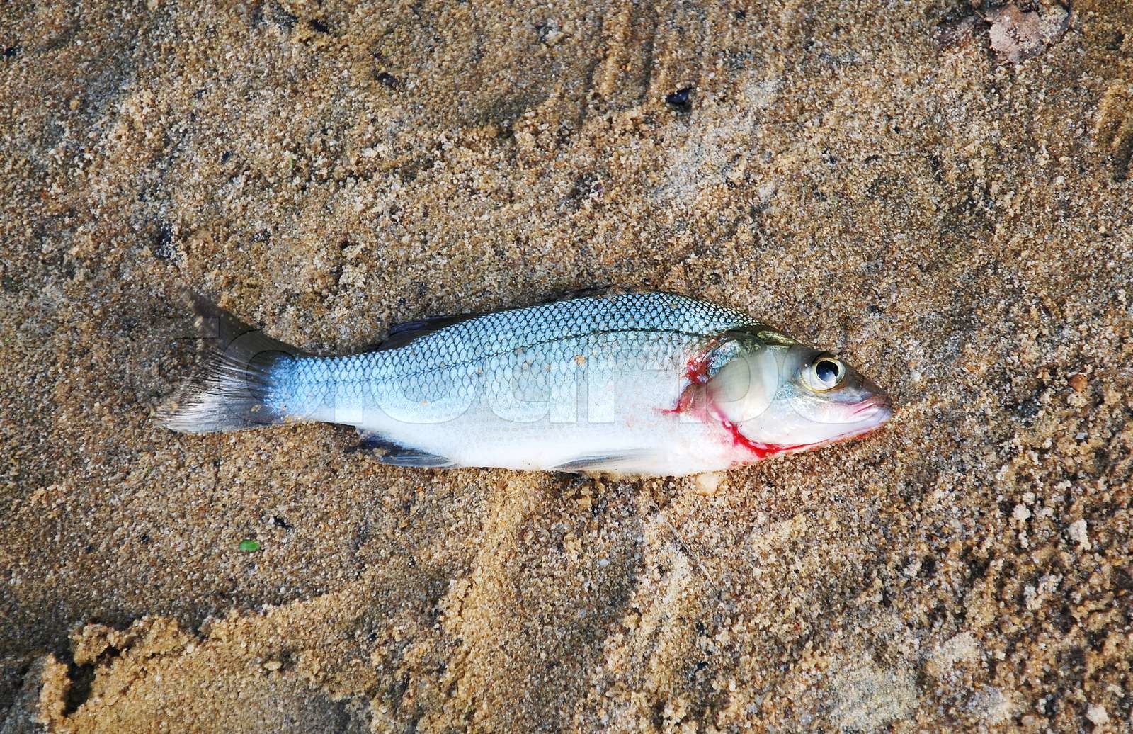 fange fisk | Stock foto | Colourbox