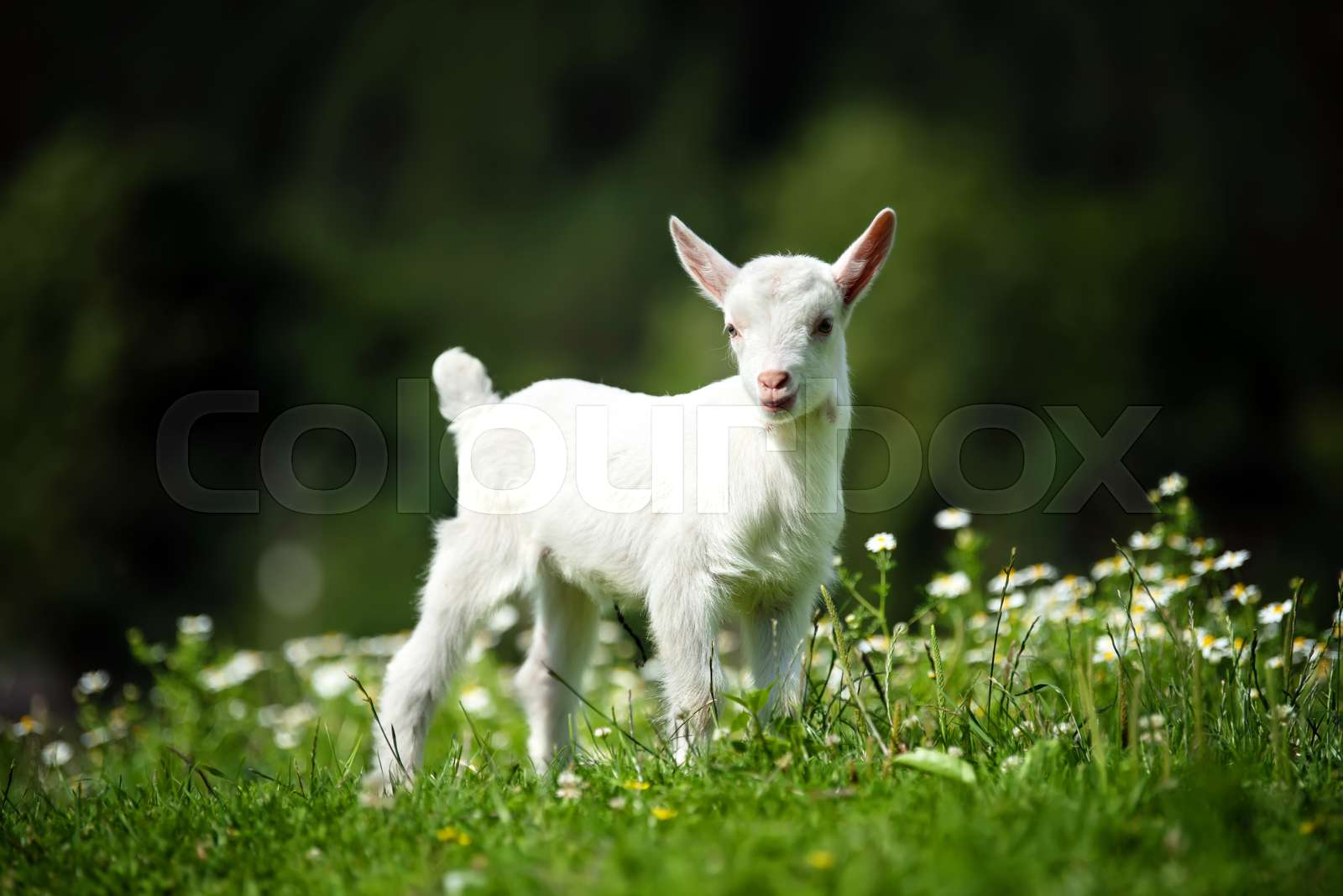 Goat on a pasture | Stock image | Colourbox