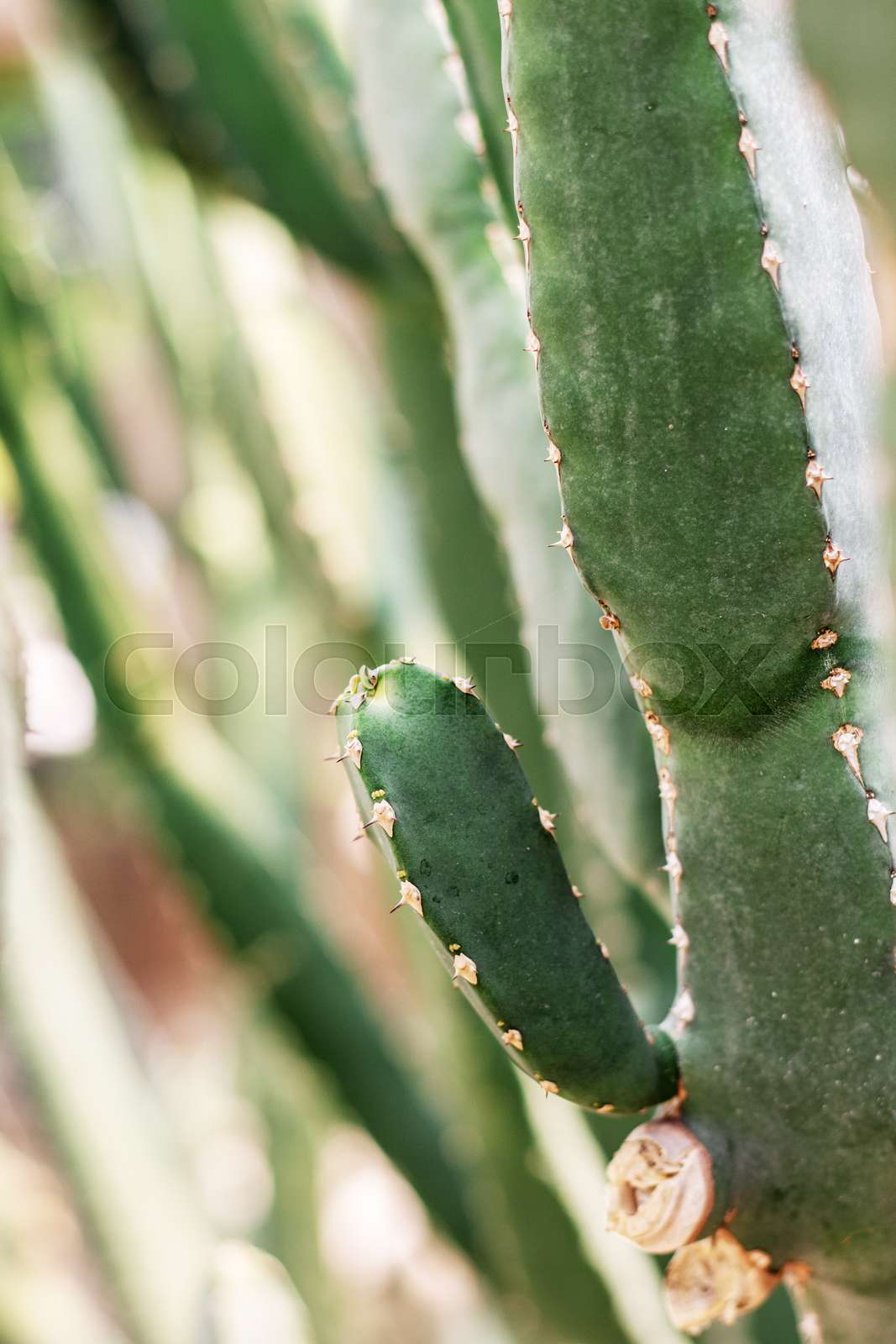 Cactus at sunlight. | Stock image | Colourbox