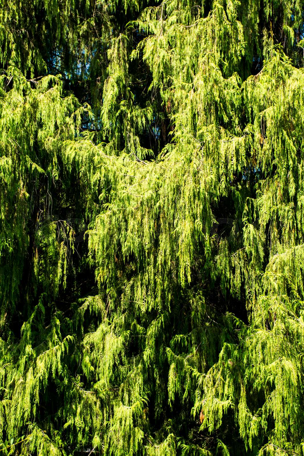 thuja tree | Stock image | Colourbox