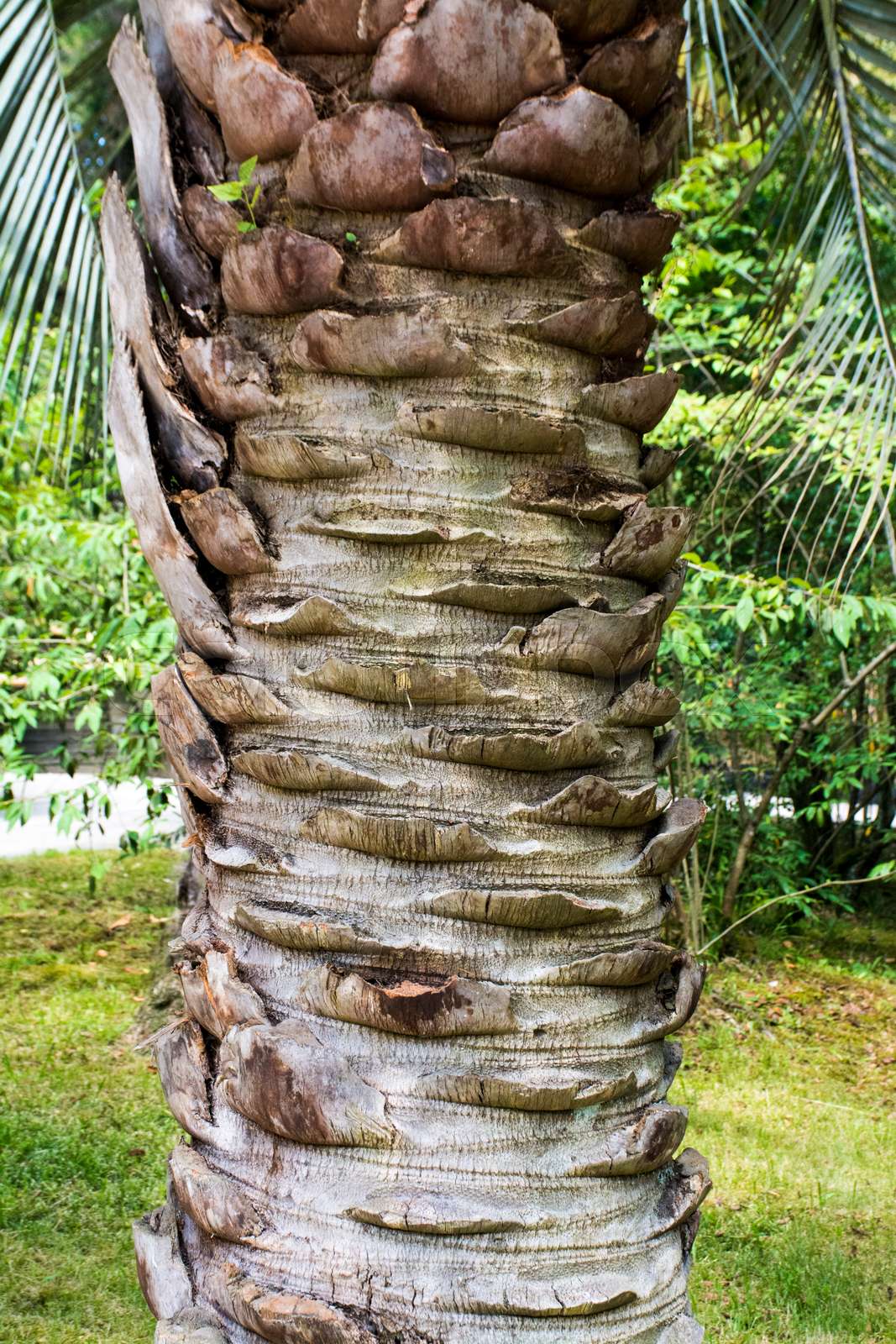 Coconut Palm Tree Trunk