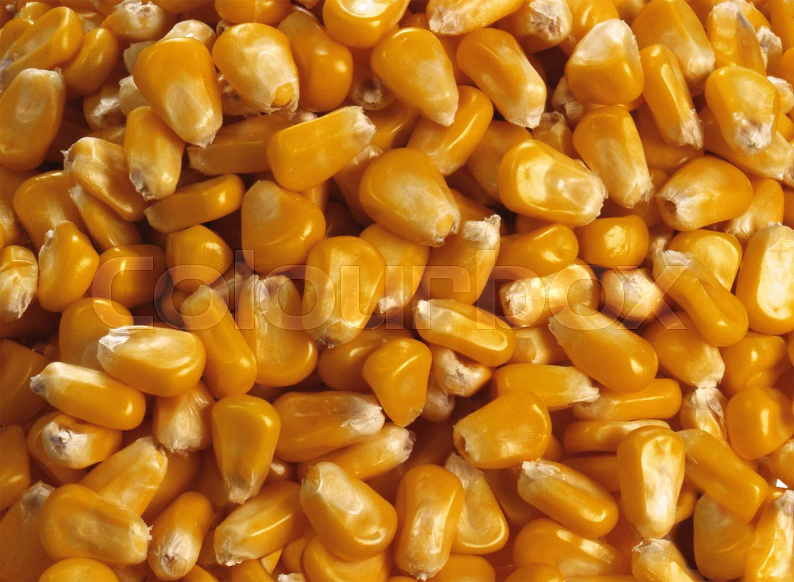 corn grains | Stock image | Colourbox