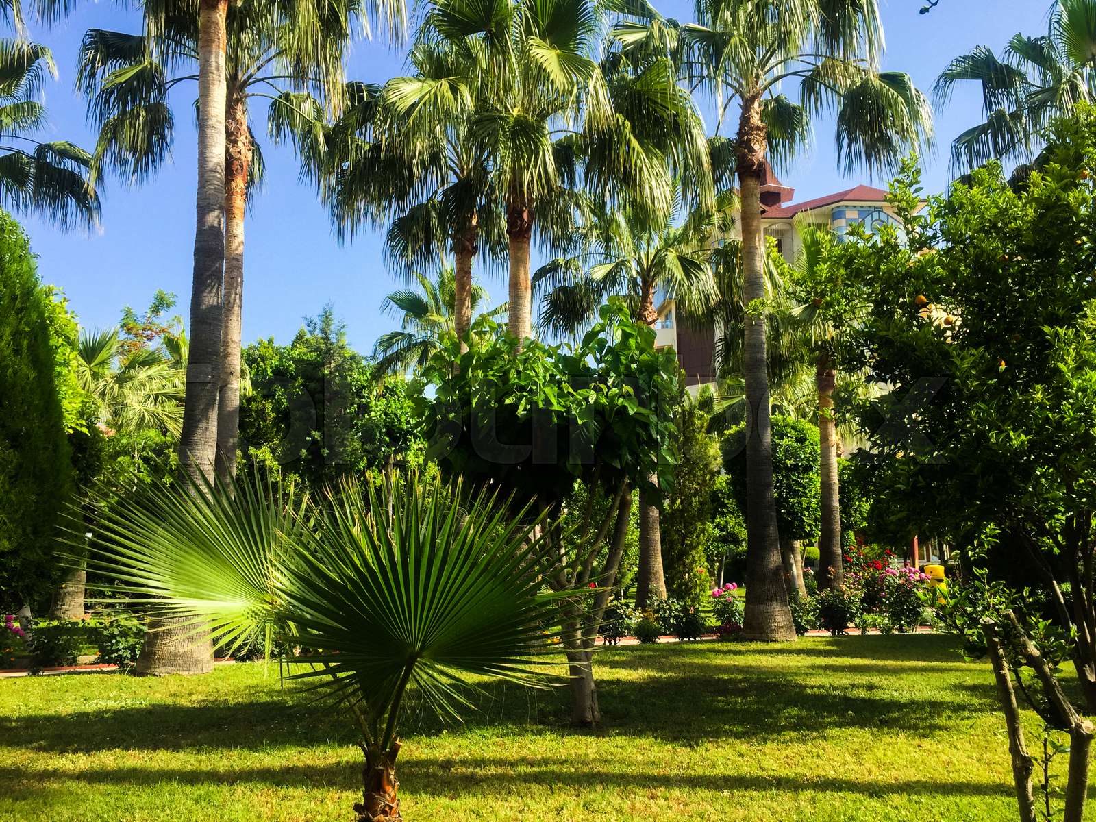 Exotic trees | Stock image | Colourbox