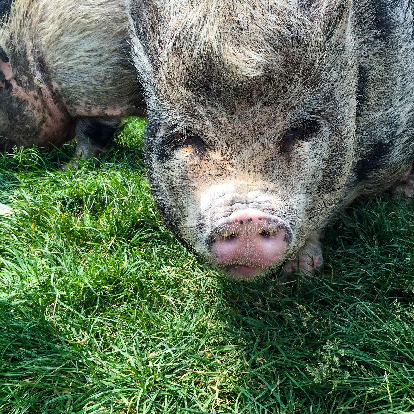 Hairy Pig | Stock image | Colourbox