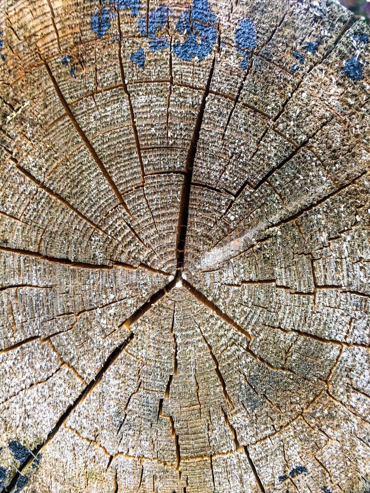 Timber log texture | Stock image | Colourbox