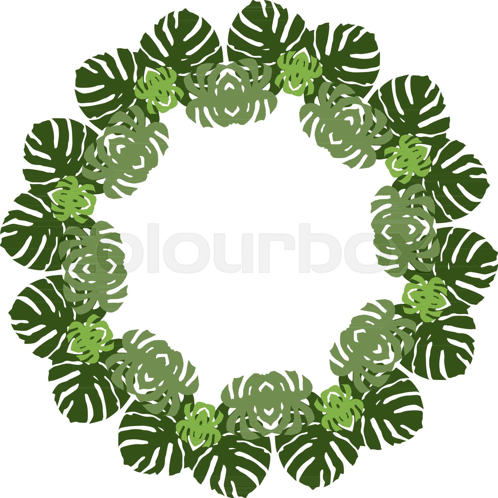 Swiss cheese plant leaves | Stock vector | Colourbox