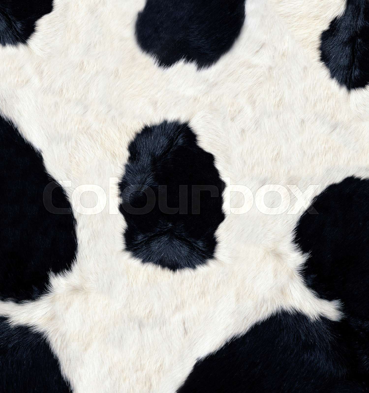 Cow skin texture | Stock image | Colourbox