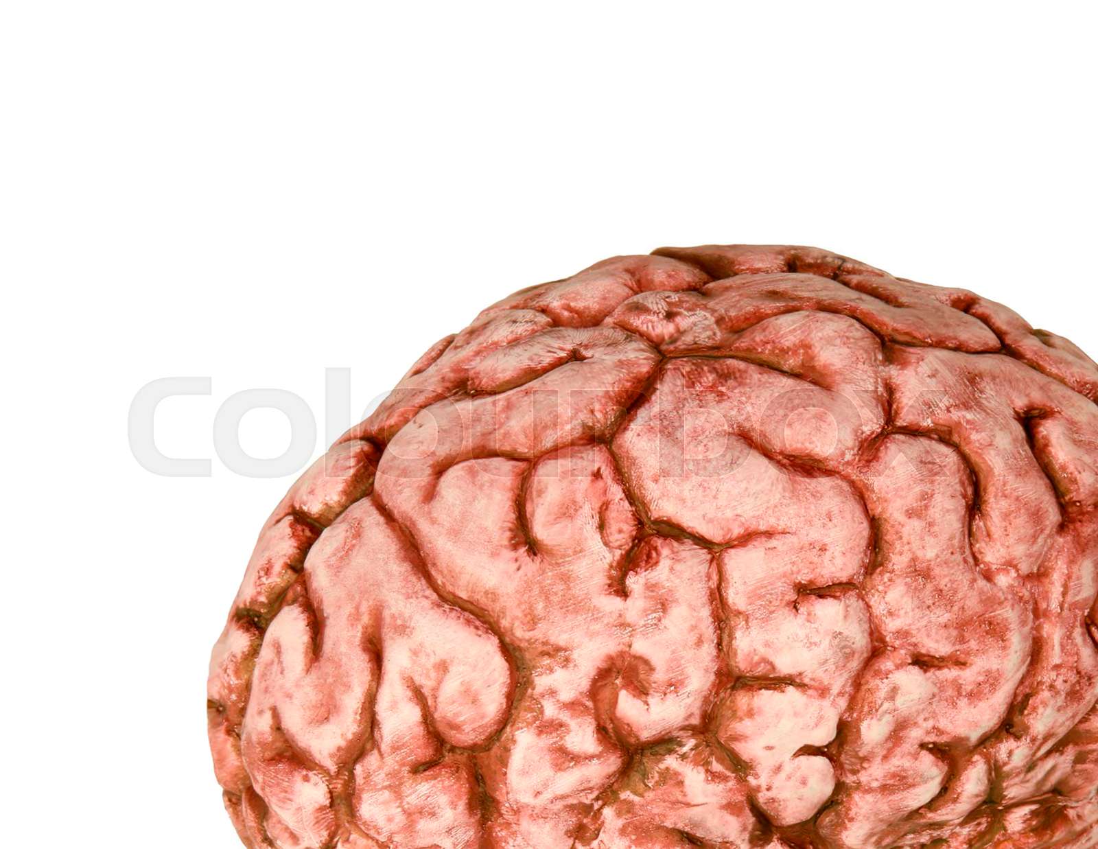 human brain close up | Stock image | Colourbox