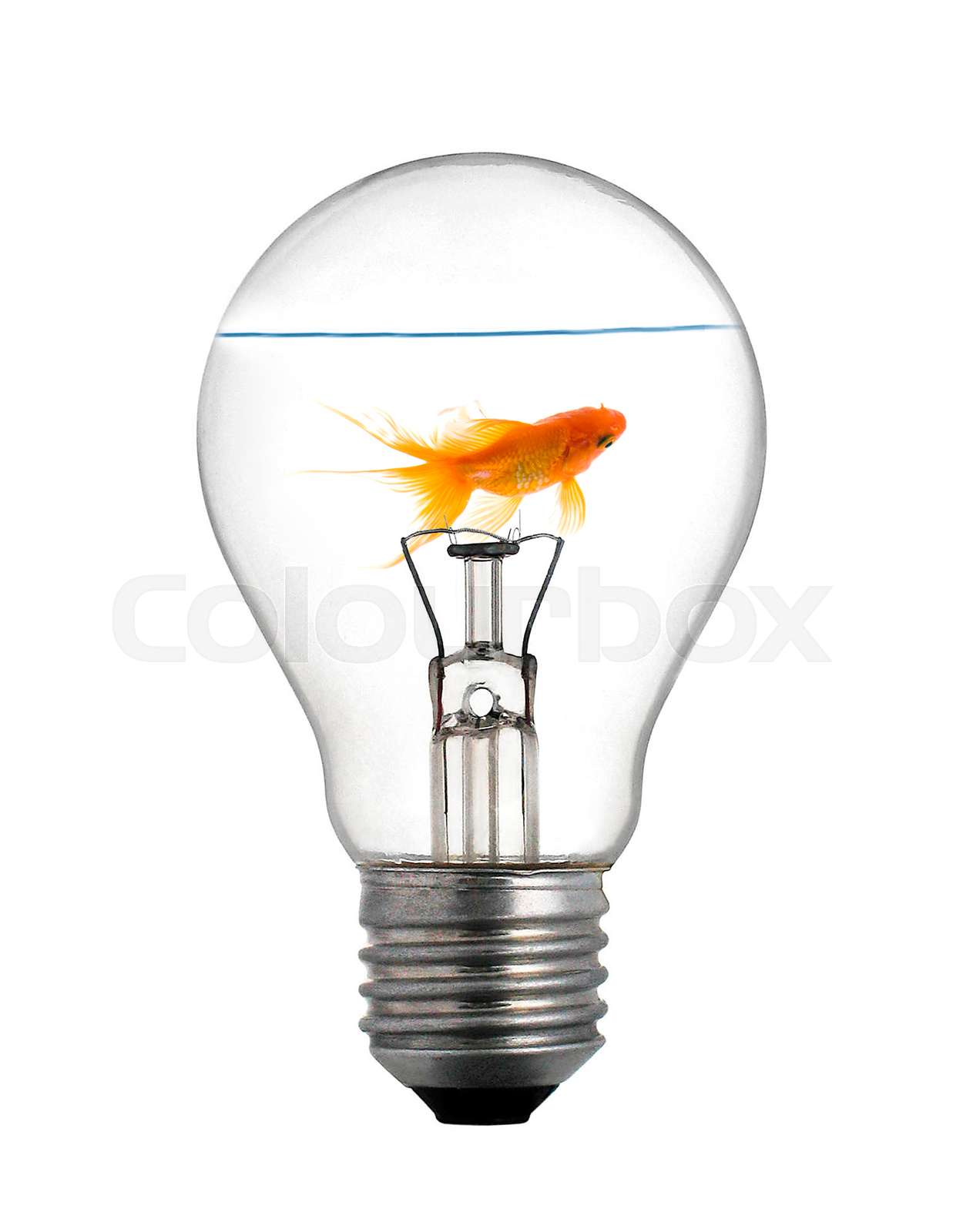 Light Bulb Fish