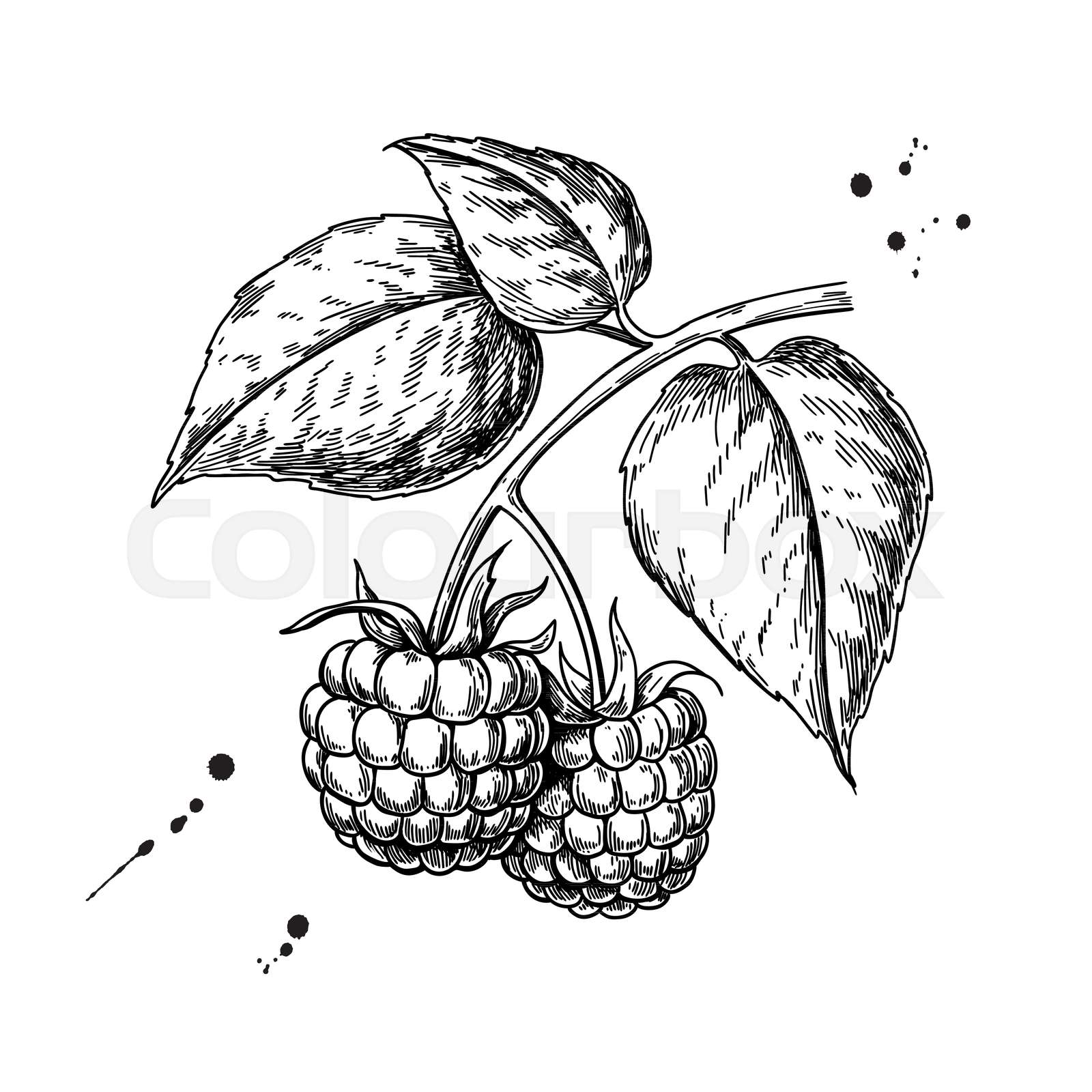 How To Draw A Raspberry