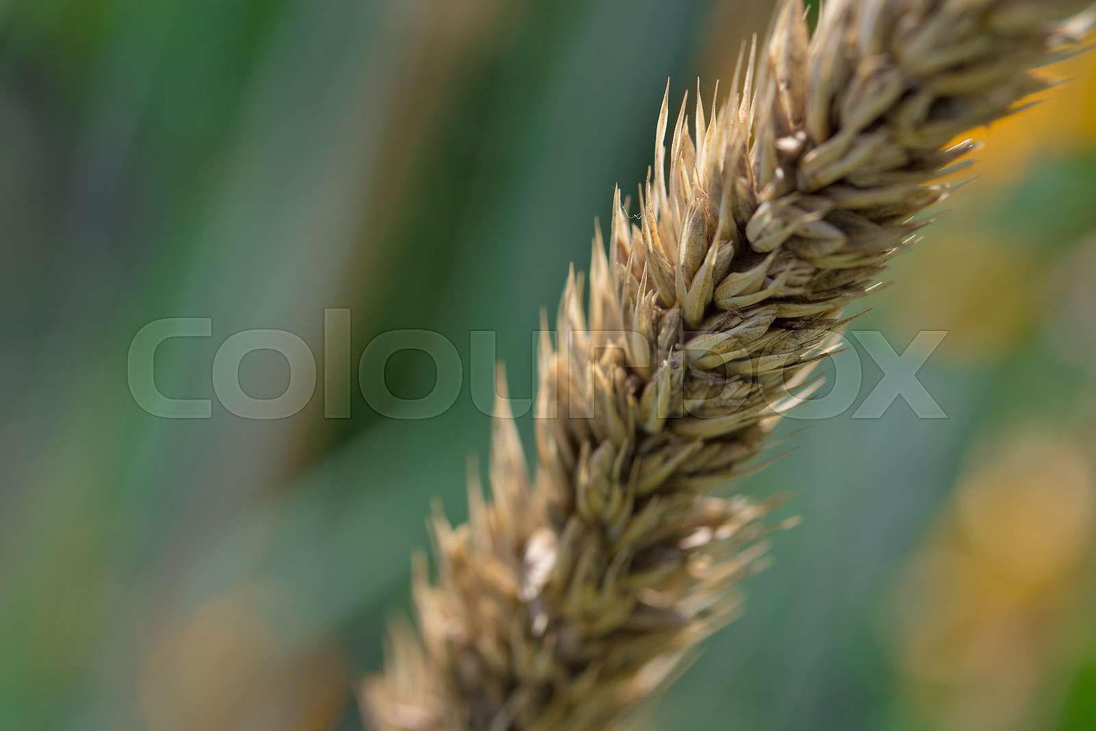 Wheat | Stock image | Colourbox