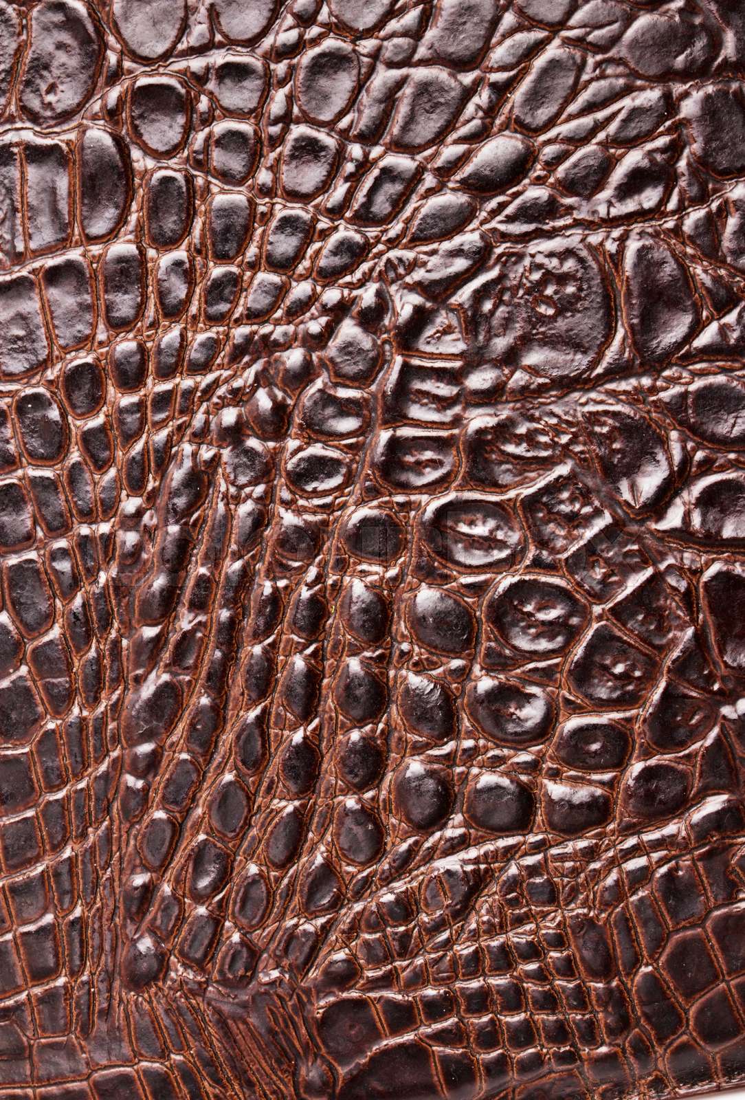 Crocodile skin texture | Stock image | Colourbox
