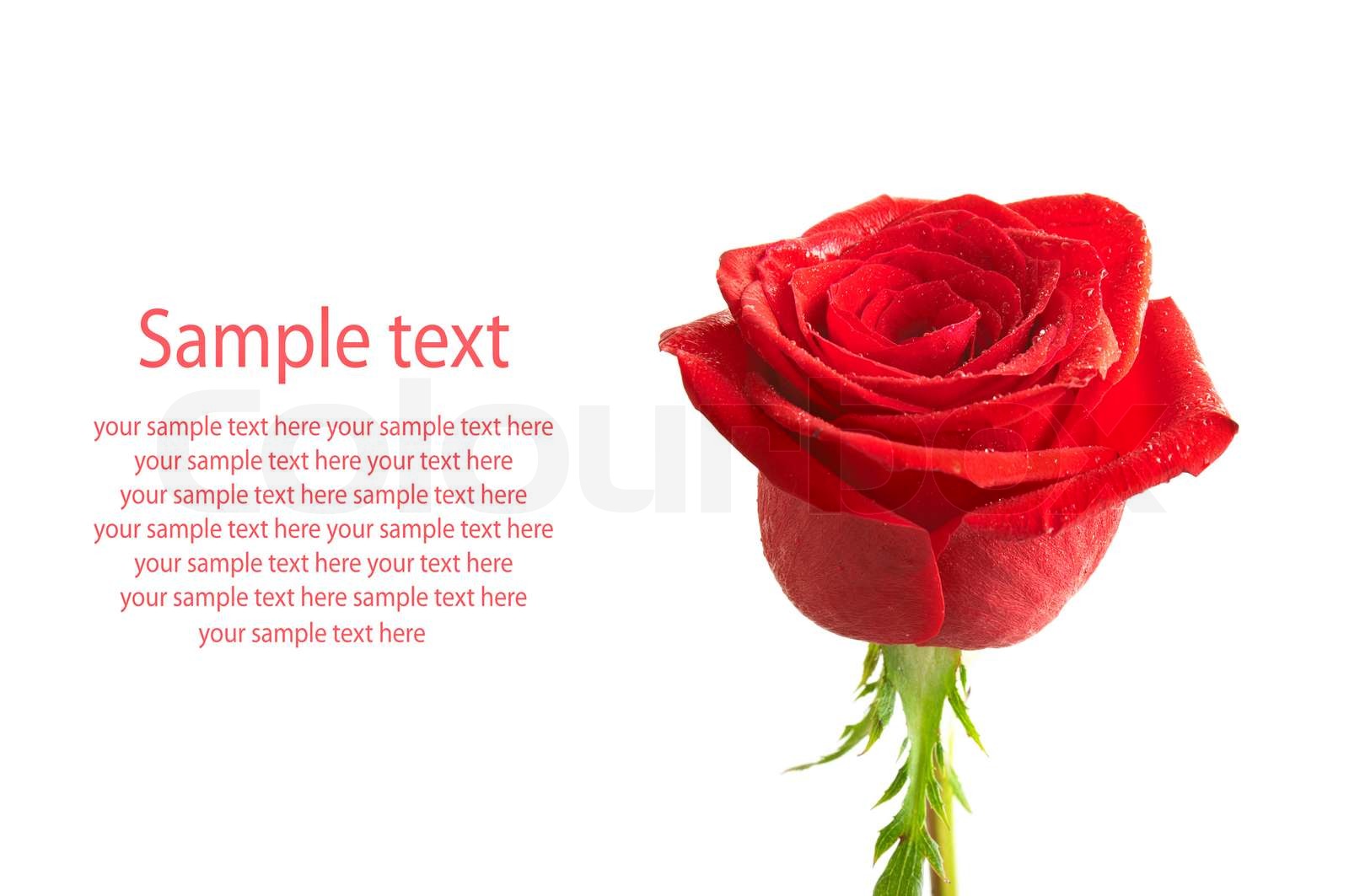 Red rose flower isolated on the white with sample text | Stock image ...