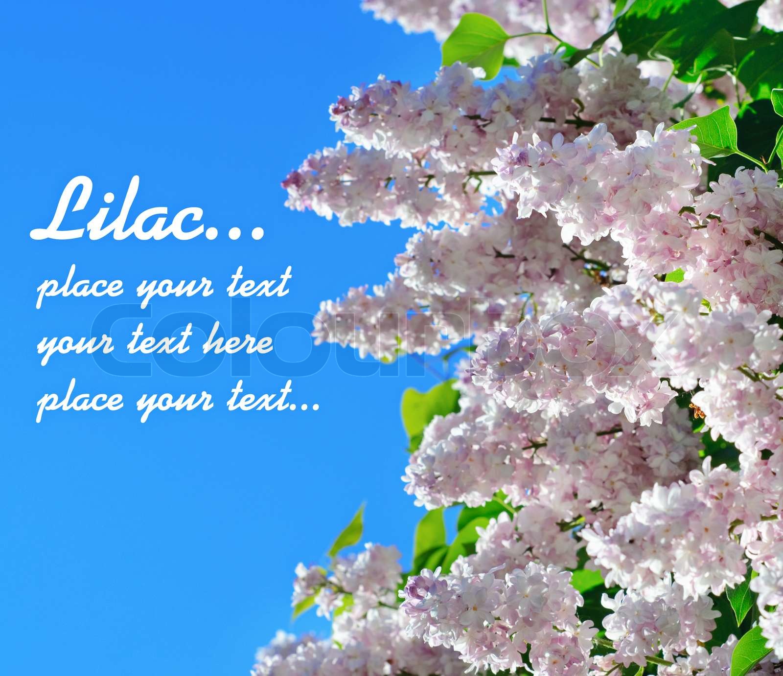 Branch of white lilac flowers with sample text | Stock image | Colourbox