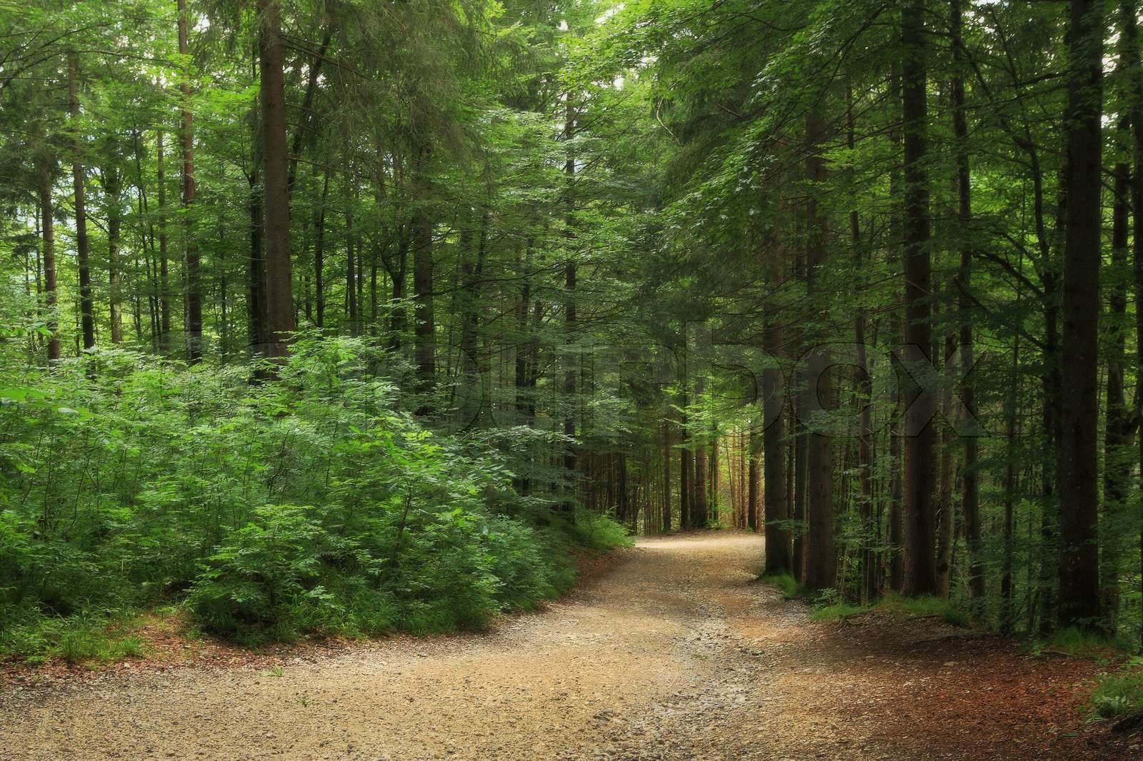 Pathway among trees in the forest in Germany | Stock image | Colourbox