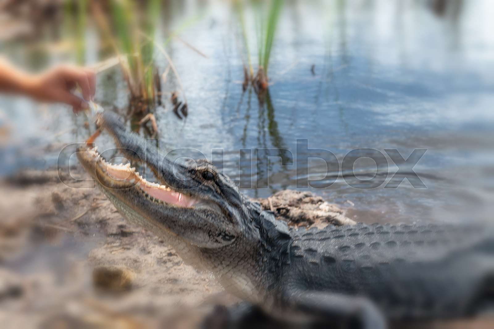 Feeding alligator in a Florida swamp | Stock image | Colourbox