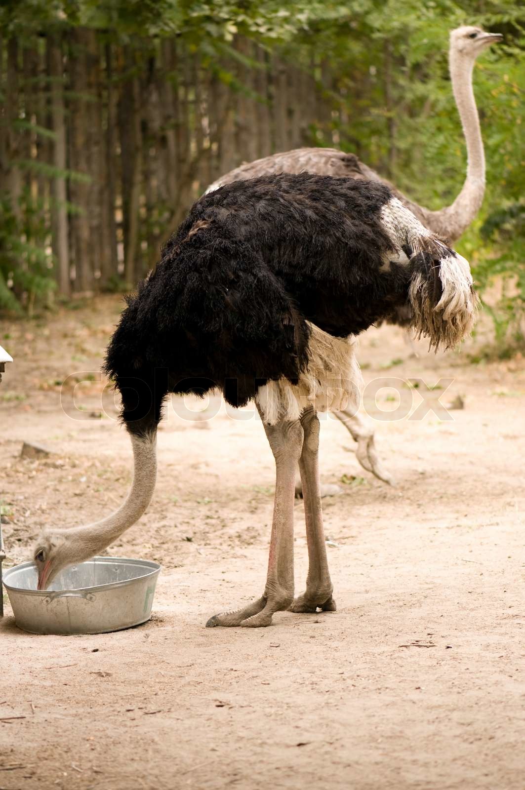 Ein großer schwarzer Vogel Strauß Essen im Zoo | Stock Bild | Colourbox