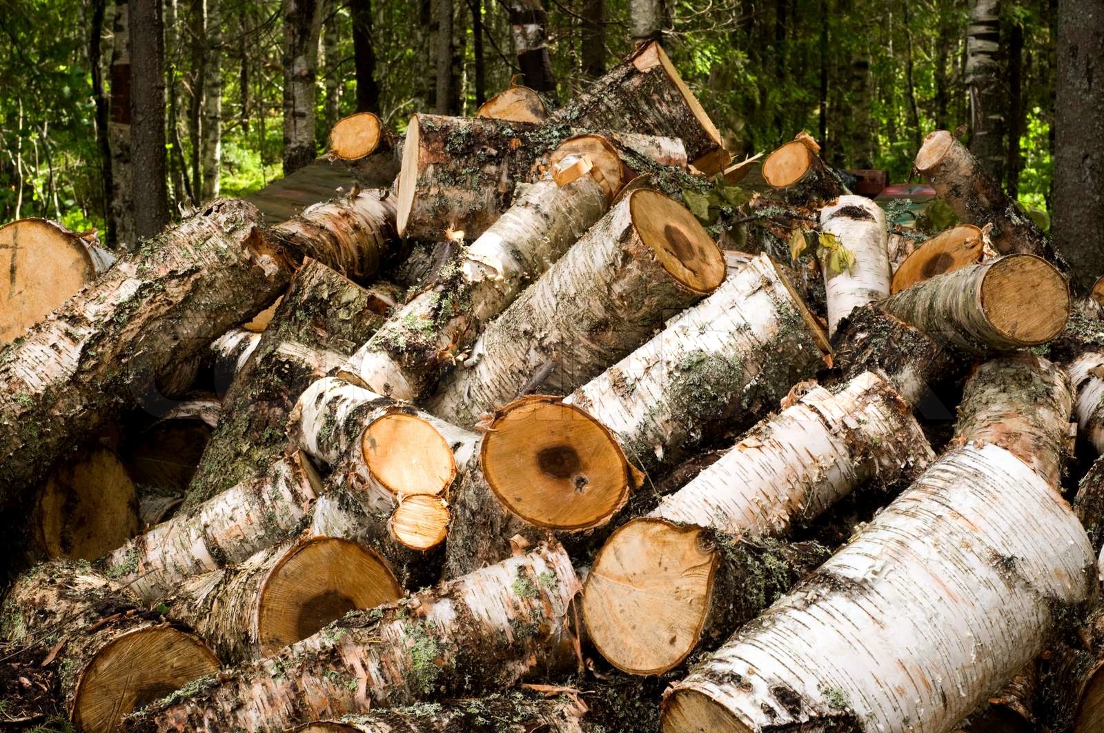 Round old timbers ready to go in processing | Stock image | Colourbox