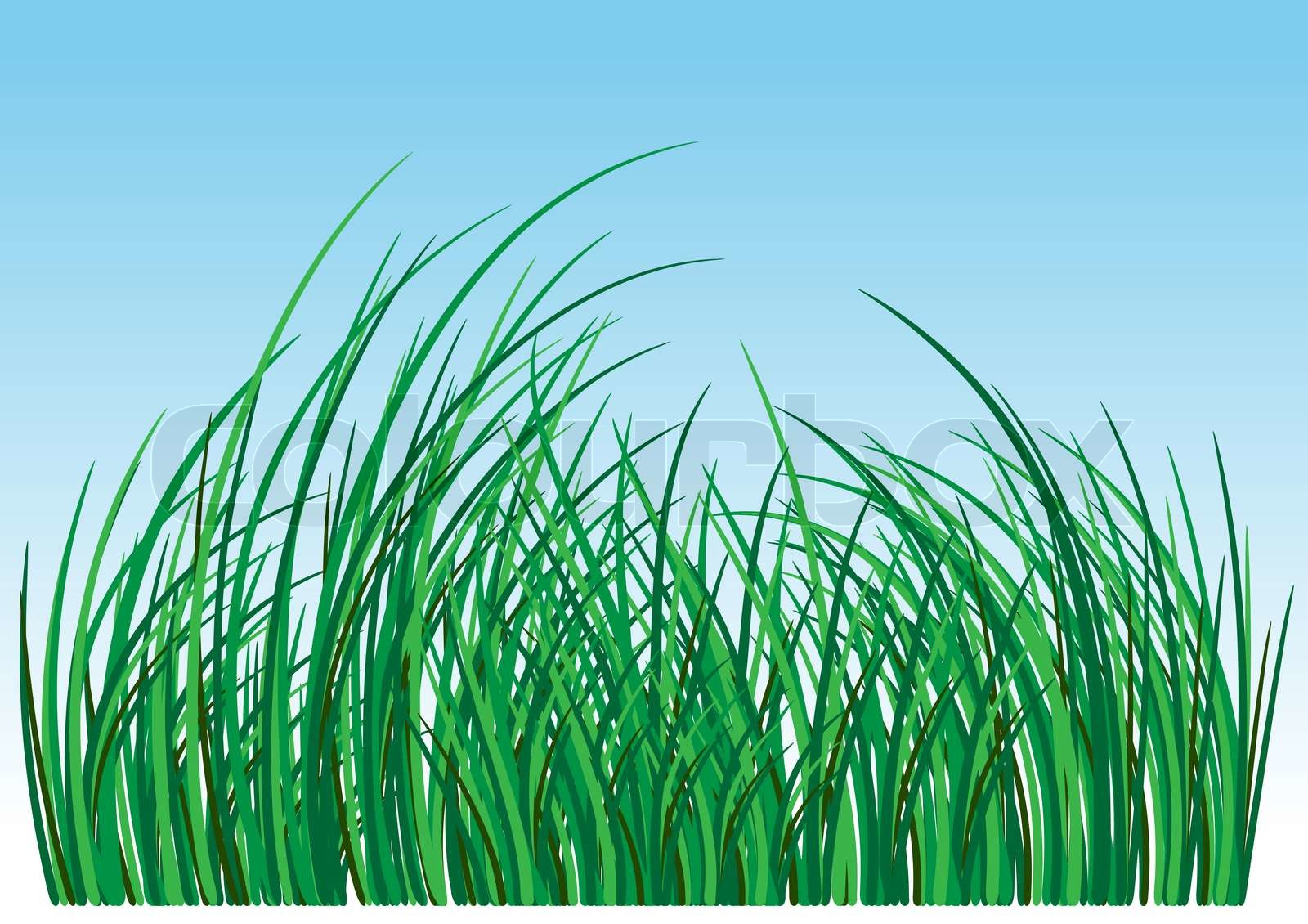 Green, lush grass in the pasture | Stock vector | Colourbox