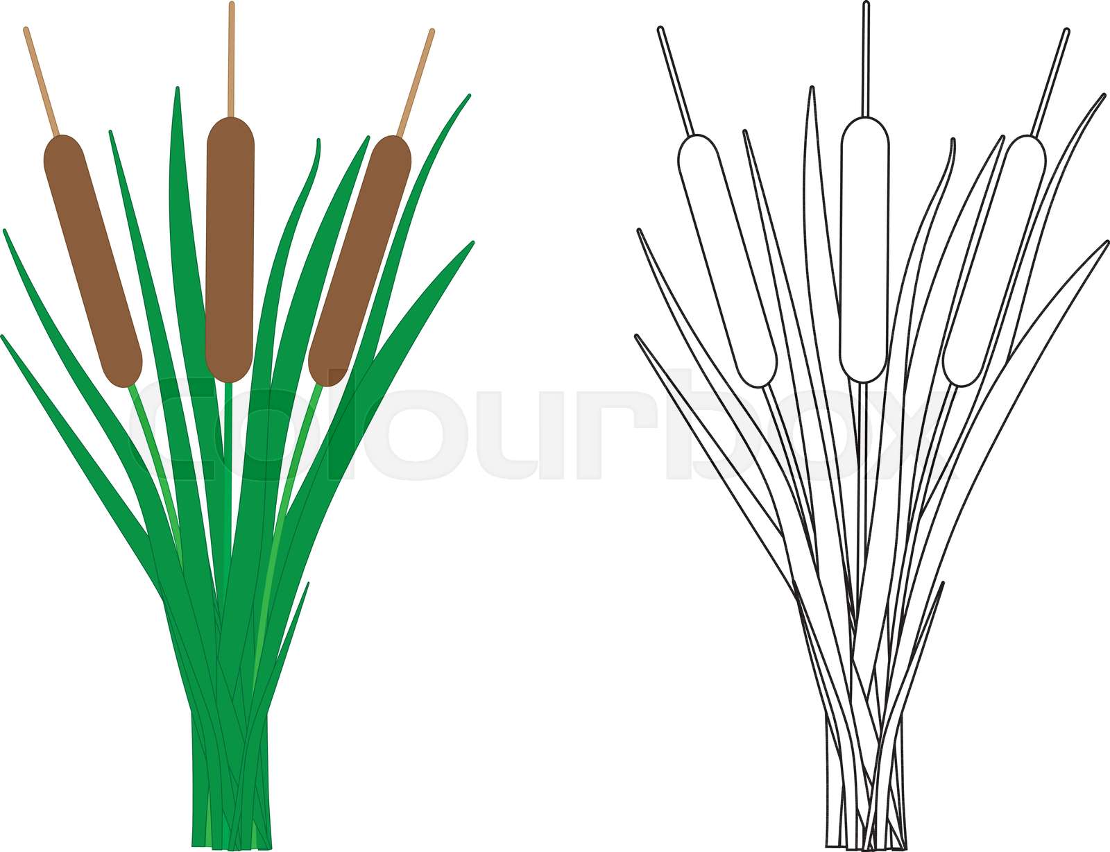 Reeds, coloring page. Vector illustration | Stock vector | Colourbox