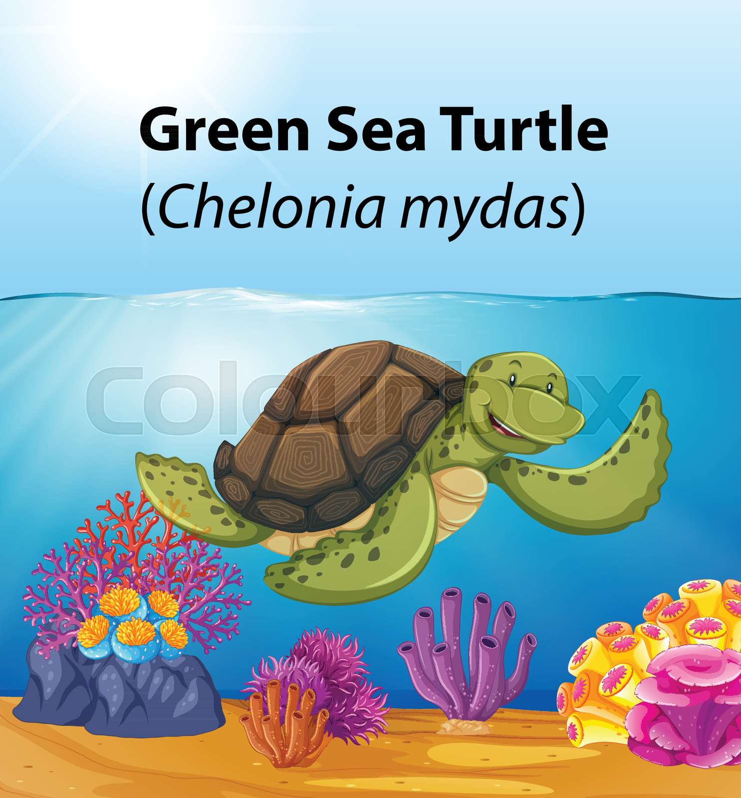 Green sea turtle in ocean | Stock vector | Colourbox